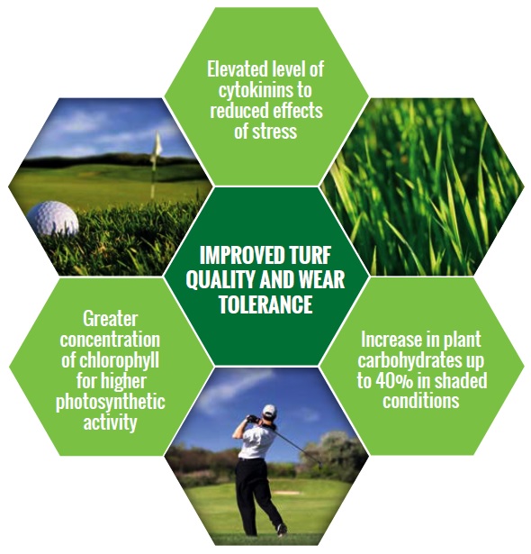 Primo MAXX II Turf Growth Regulator | Shop Turf Supplies Online with Nuturf