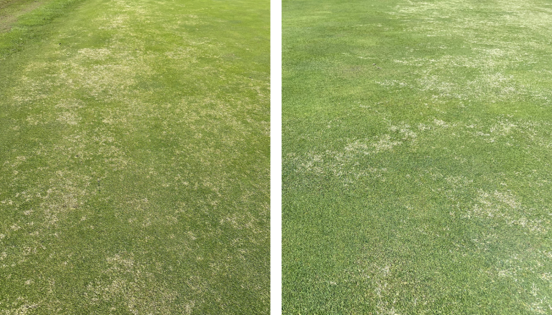 Pylex Herbicide | Shop Turf Supplies Online with Nuturf