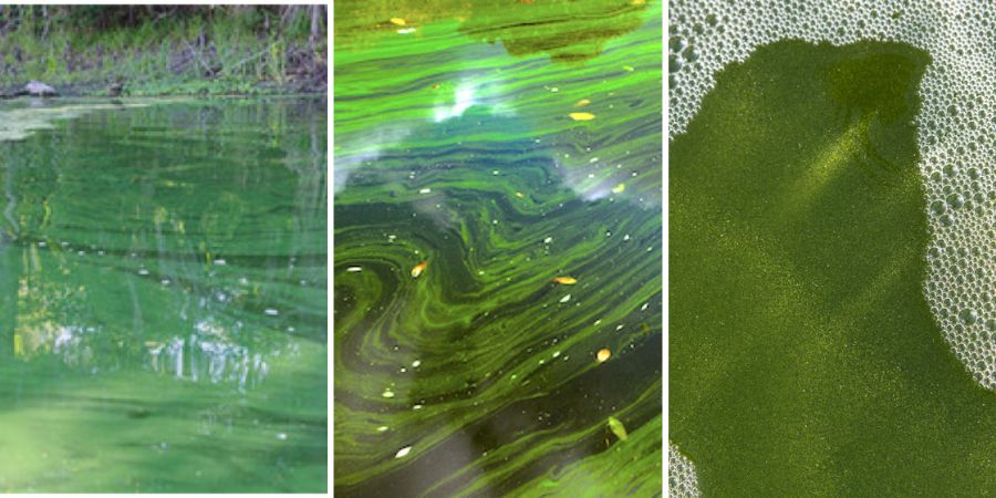 How to Manage Algae in Irrigation Dams - Article