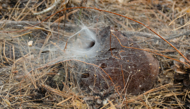 Identifying Common Australian Spider Webs - Article