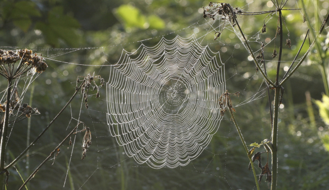 Identifying Common Australian Spider Webs - Article