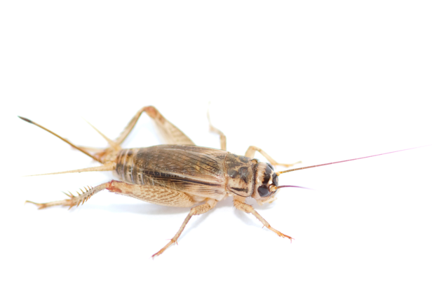 House Cricket Identification & Control - Article