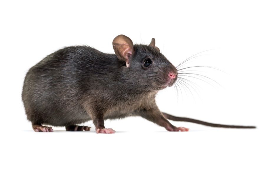 Roof Rat Control & Identification - Article