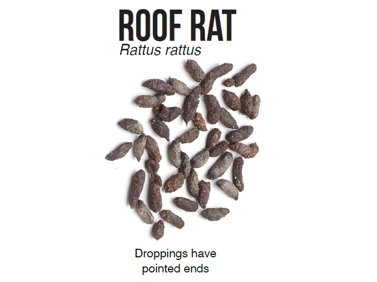 Roof Rat Control & Identification - Article