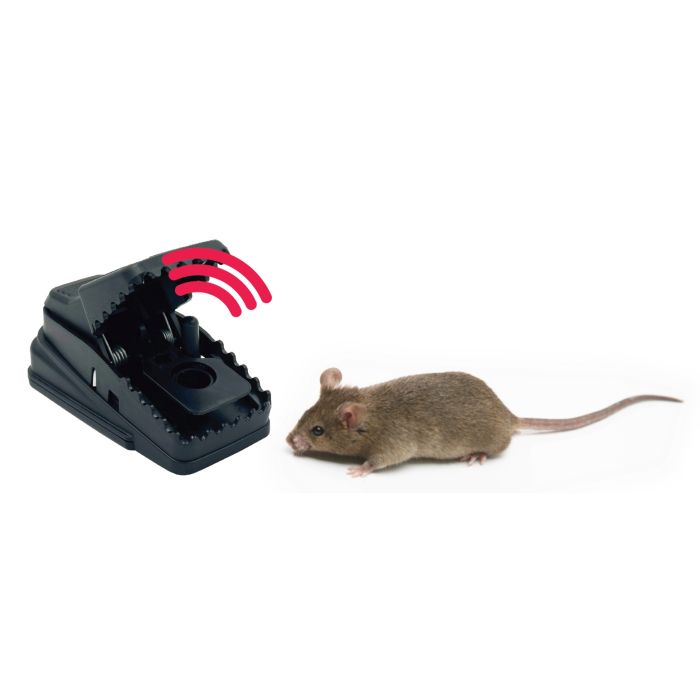 do labradors kill mice