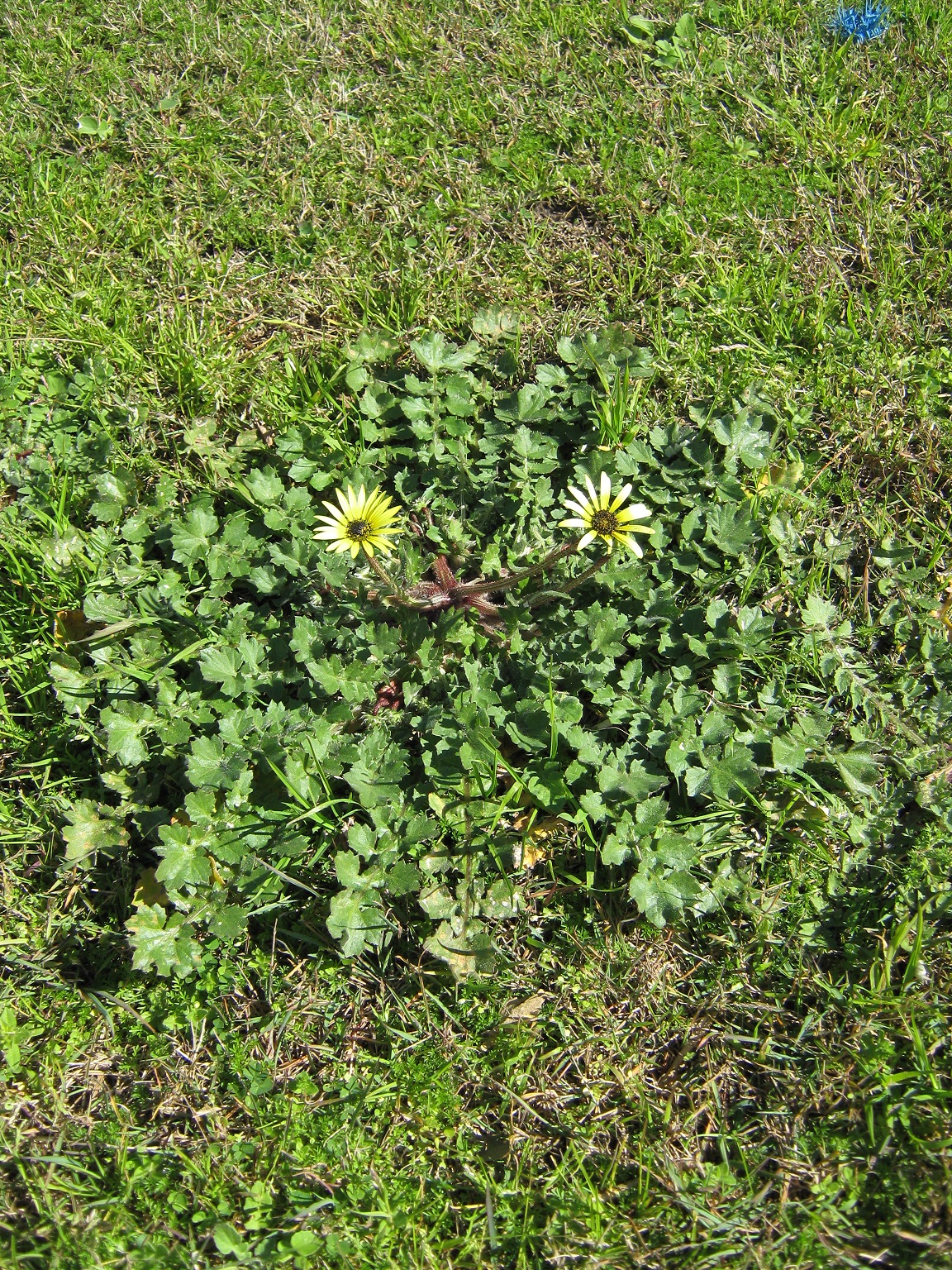 Capeweed - Article