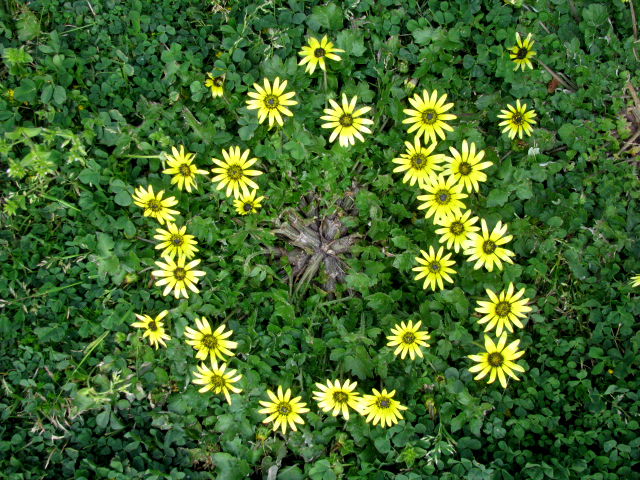 Capeweed - Article