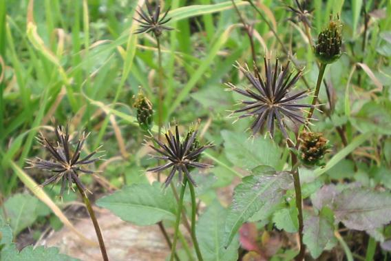 Cobbler’s Pegs Identification & Control | How to Remove Bidens pilosa ...