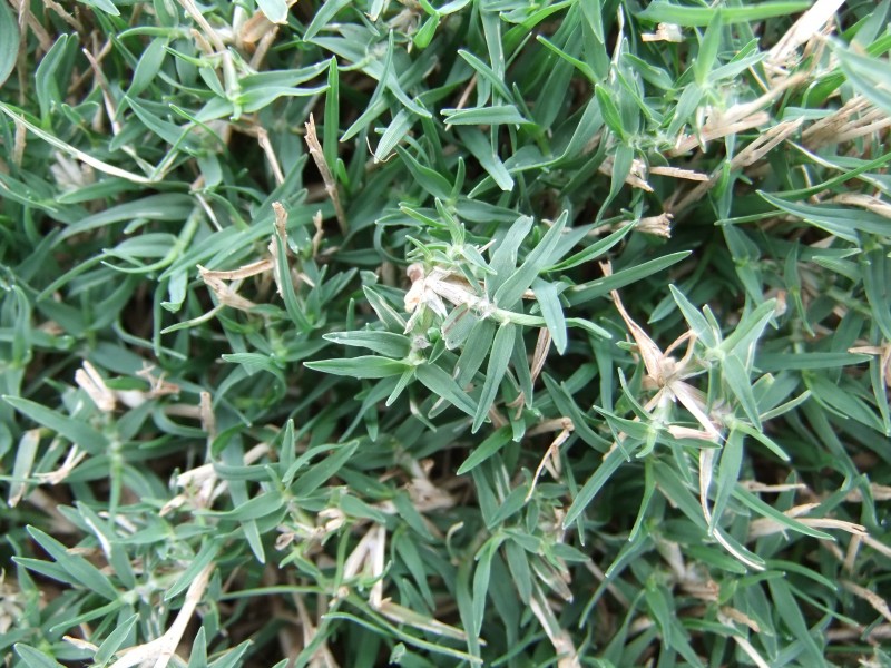 How to Identify, Diagnose Damage & Control Couch Mite in Couch Turf and ...