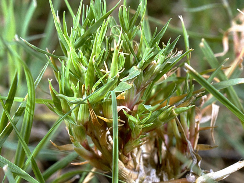 How to Identify, Diagnose Damage & Control Couch Mite in Couch Turf and ...