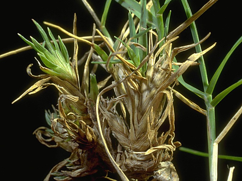 How to Identify, Diagnose Damage & Control Couch Mite in Couch Turf and ...