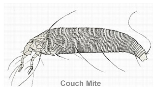 How to Identify, Diagnose Damage & Control Couch Mite in Couch Turf and ...