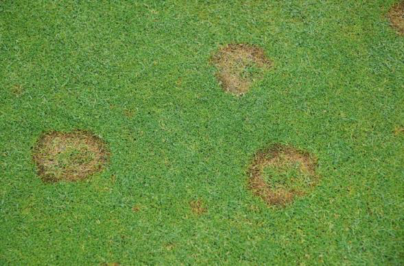 What is Fusarium Patch? How to Identify, Treat - Article
