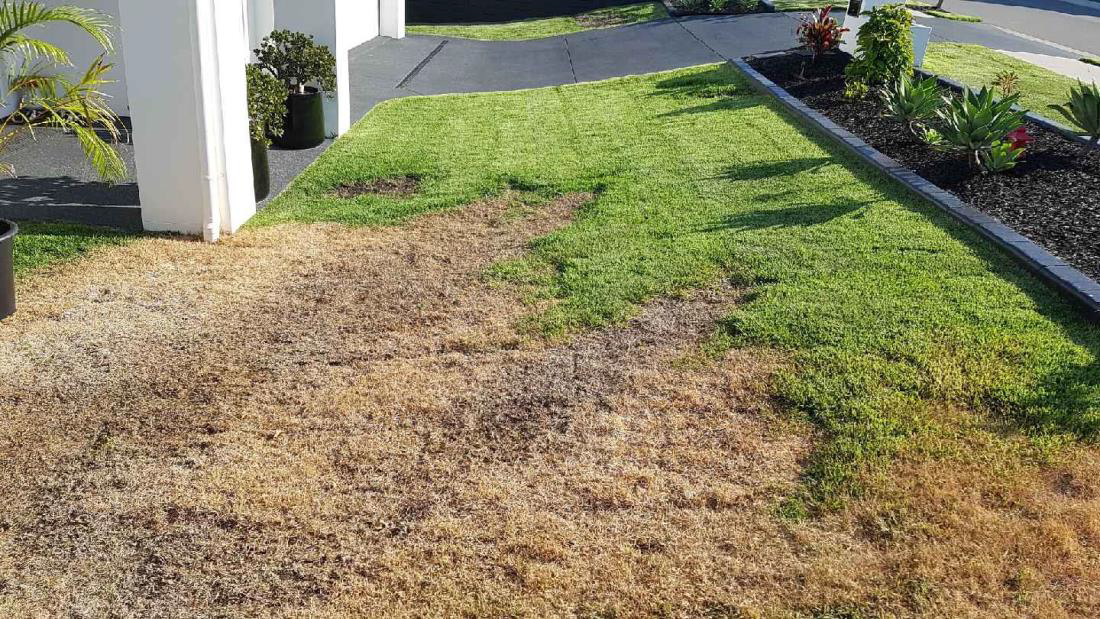 What is rust disease? - Article
