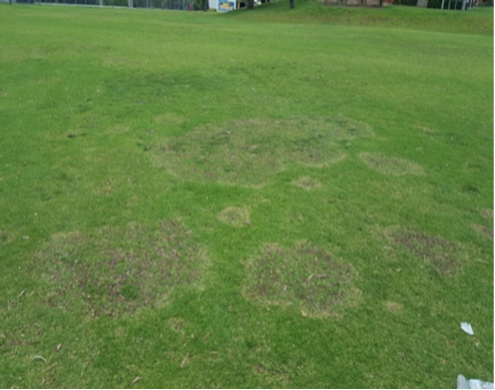 What is Take All Patch? - Article