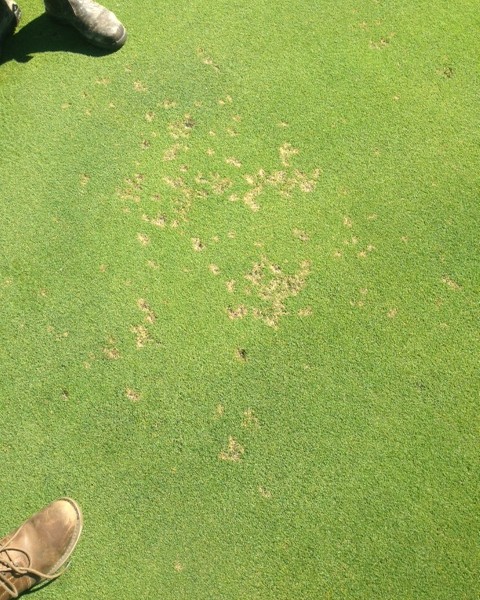 What is Dollar Spot? How to Identify It? - Article