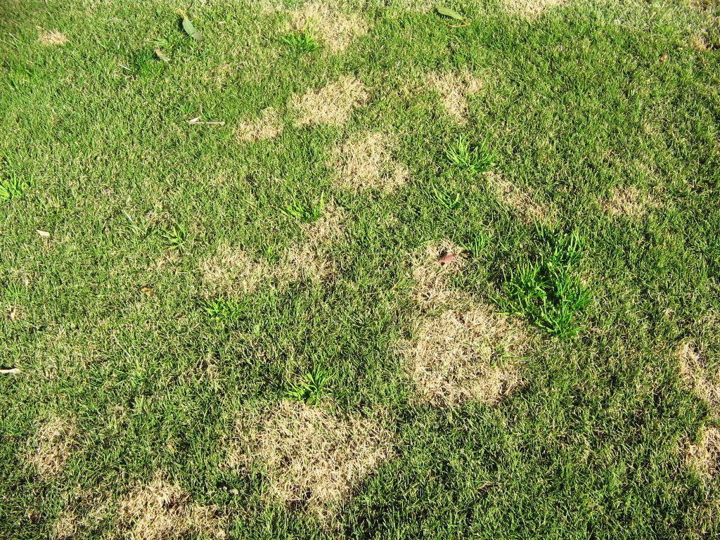 What is Fusarium Patch? How to Identify, Treat - Article