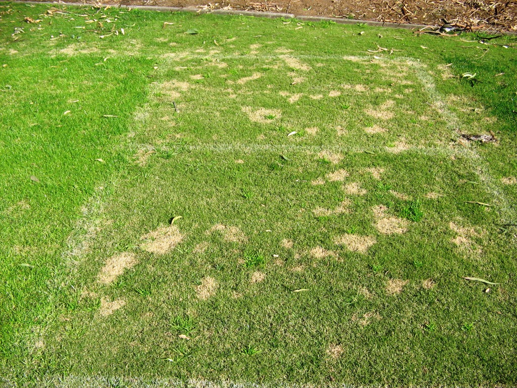 What is Fusarium Patch? How to Identify, Treat - Article