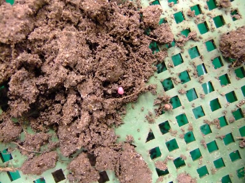 How to Identify, Diagnose Damage & Manage Ground Pearl in Lawns and ...