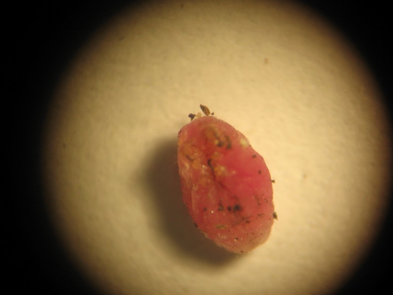 How to Identify, Diagnose Damage & Manage Ground Pearl in Lawns and ...