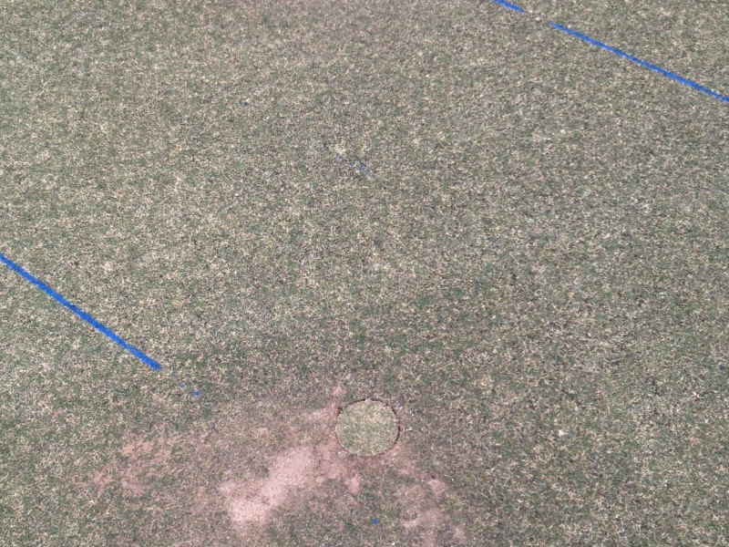 How to Identify, Diagnose Damage & Manage Ground Pearl in Lawns and ...