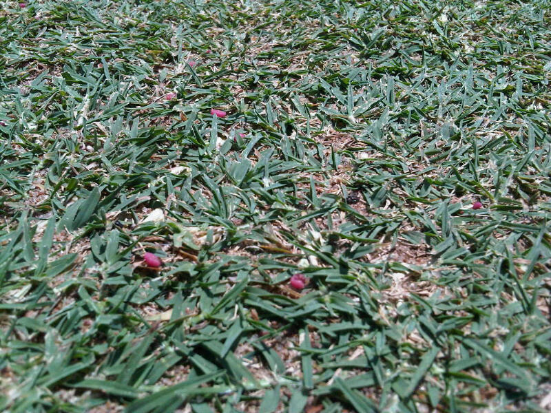 How to Identify, Diagnose Damage & Manage Ground Pearl in Lawns and ...