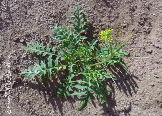 What’s London Rocket (Sisymbrium irio)? Signs of Damage & What It Does ...