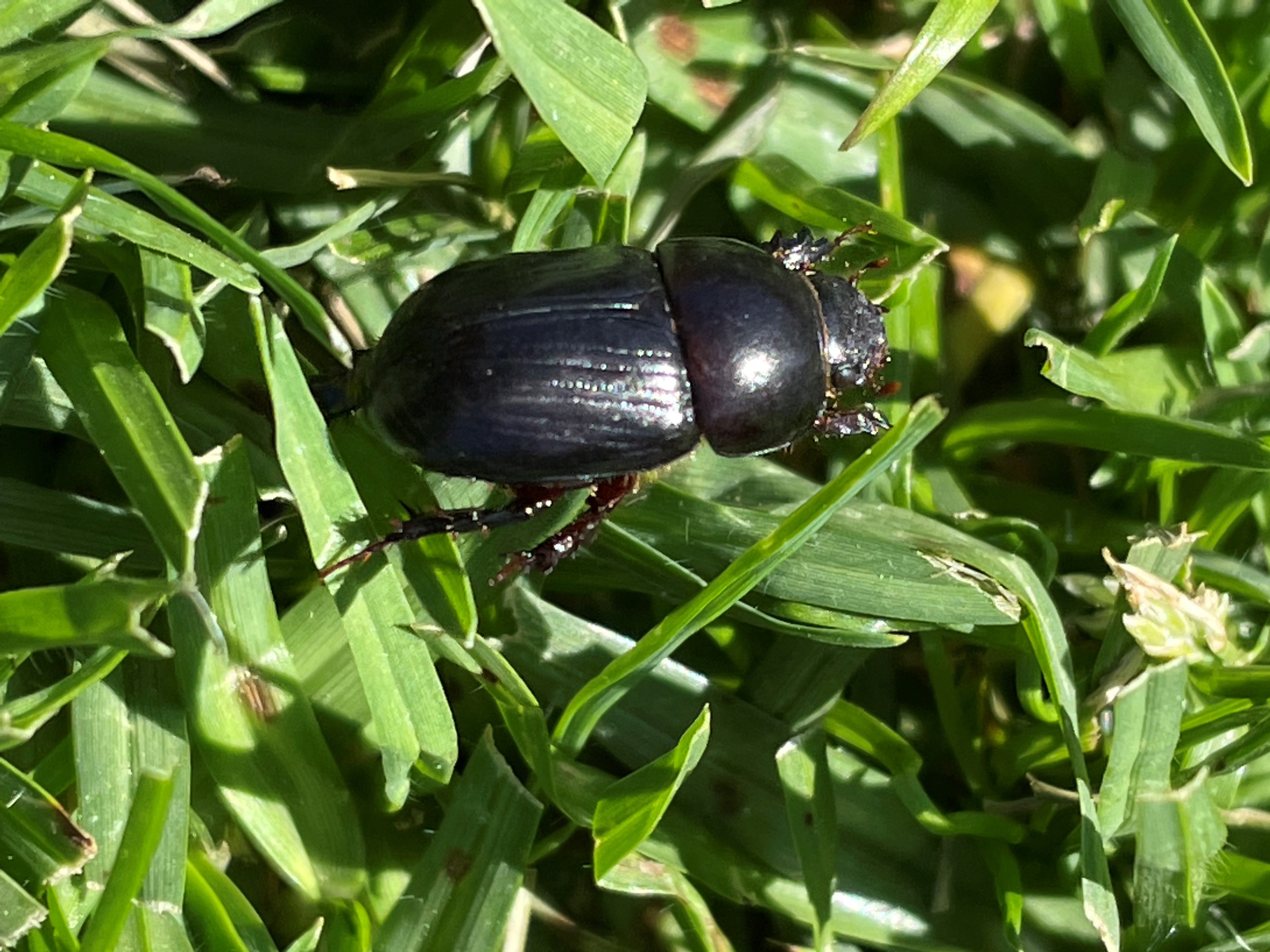 How to Identify, Diagnose Damage & Control African Black Beetle in ...