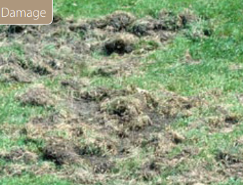 How to Identify, Diagnose Damage & Control Argentine Scarab in Lawns ...