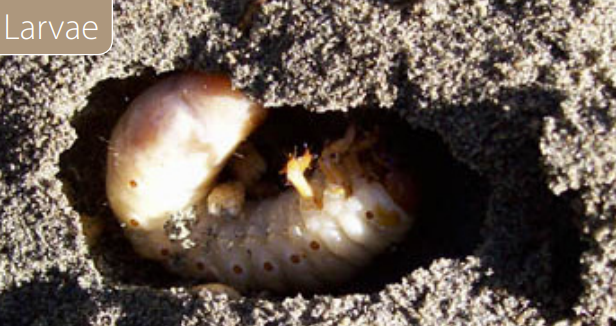 How to Identify, Diagnose Damage & Control Argentine Scarab in Lawns ...