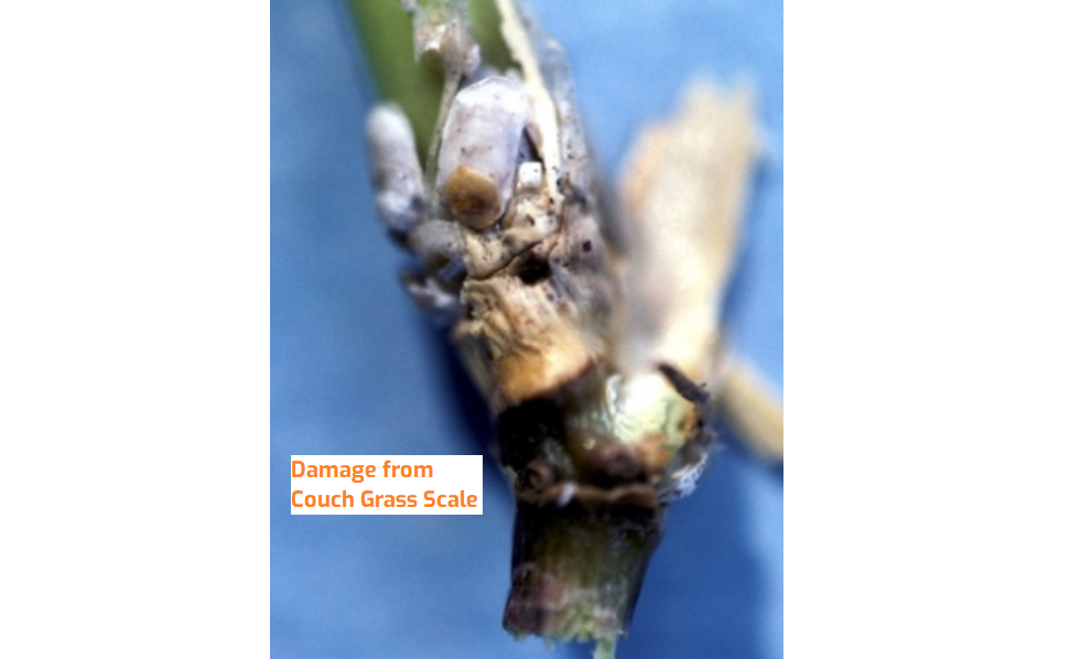 How to Identify, Diagnose Damage & Control Couch Grass Scale in Lawns ...