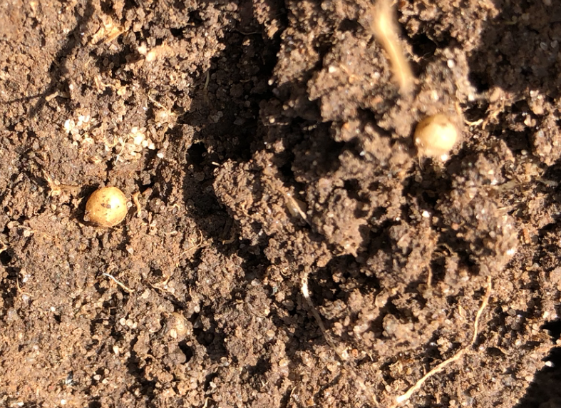 How to Identify, Diagnose Damage & Manage Ground Pearl in Lawns and ...