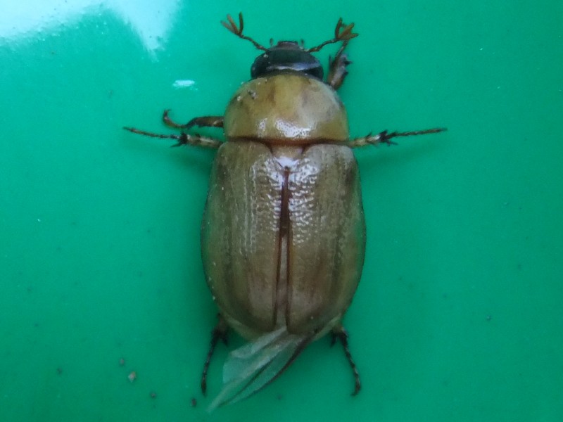 How to Identify, Diagnose Damage & Control Pruinose Scarab in Lawns and ...