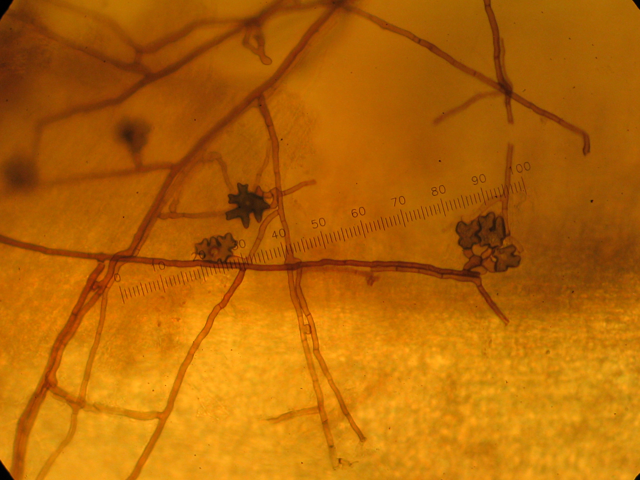 What is Root Decline / Take All Root Rot? - Article