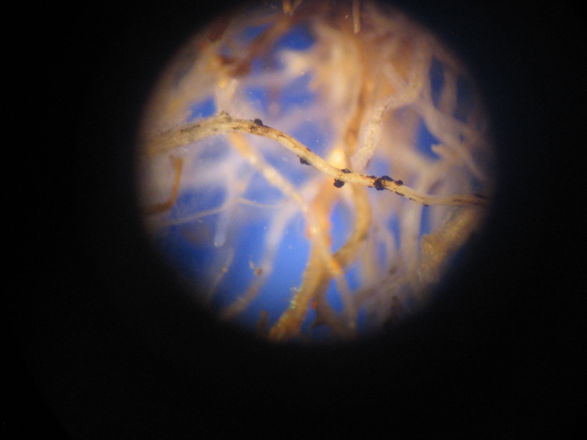 What is Spring Dead Spot? - Article