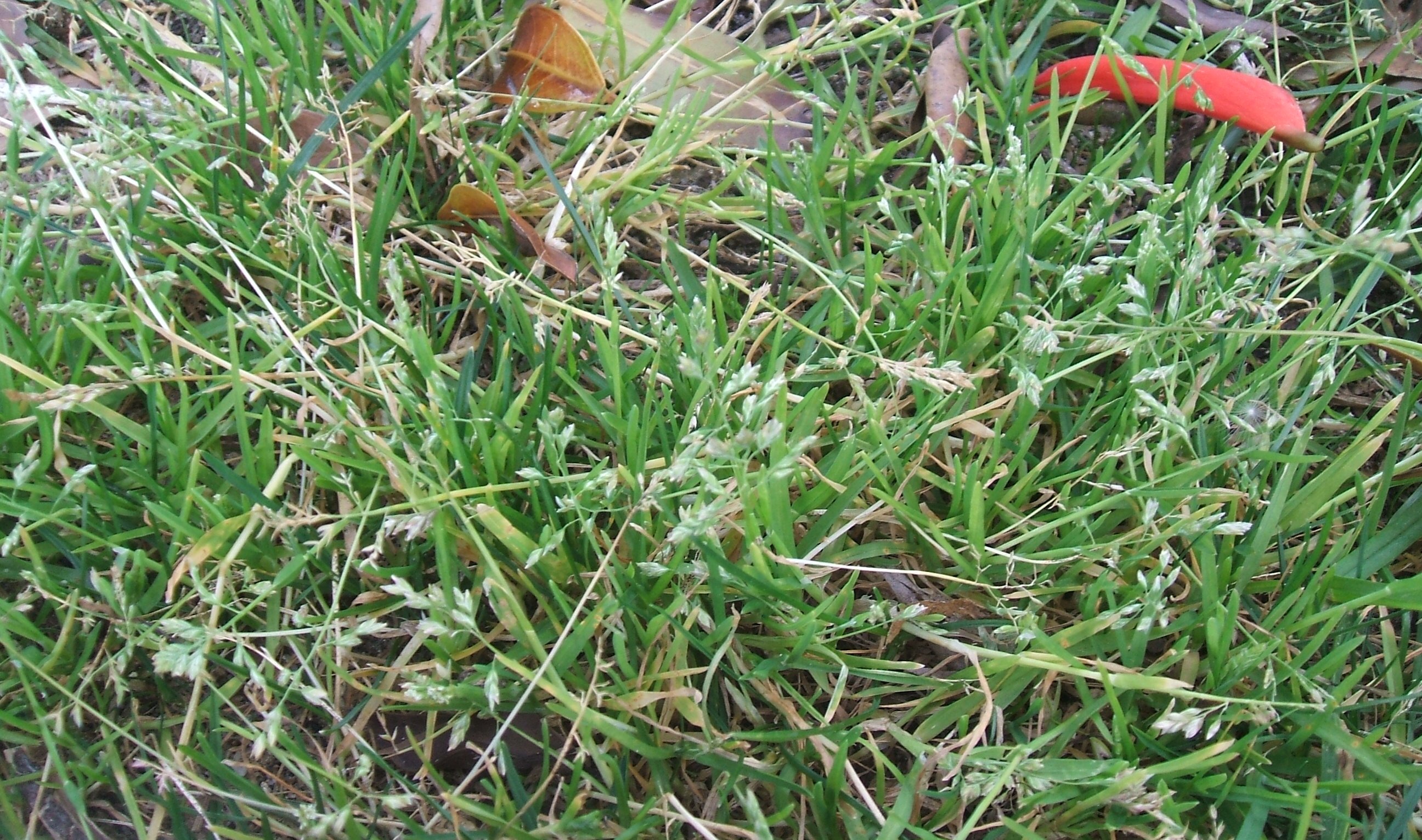 What is Winter Grass? How to Identify It & the Best Ways to Control It ...