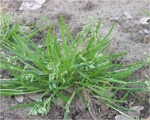 What is Winter Grass? How to Identify It & the Best Ways to Control It ...