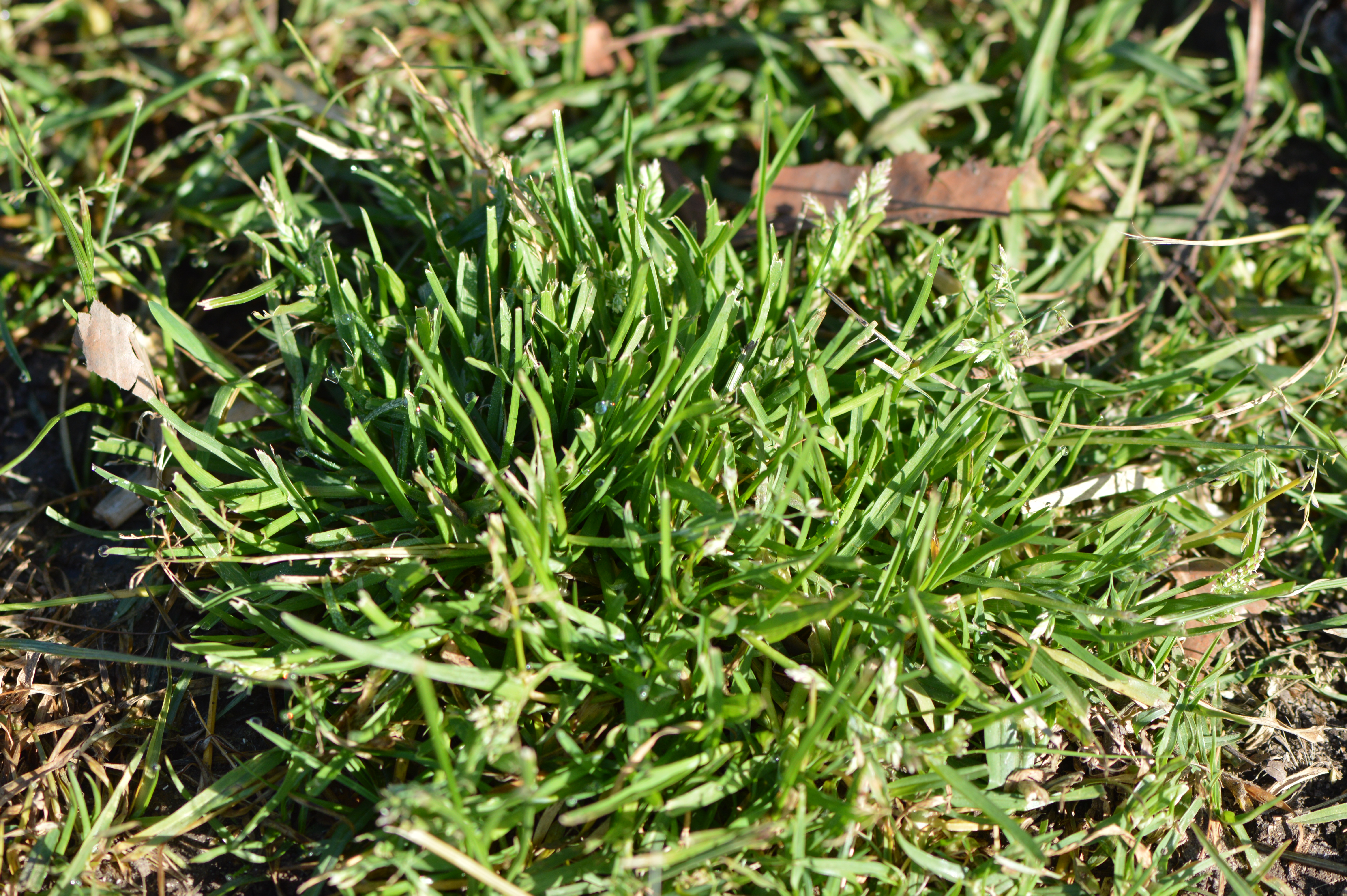 What is Winter Grass? How to Identify It & the Best Ways to Control It ...