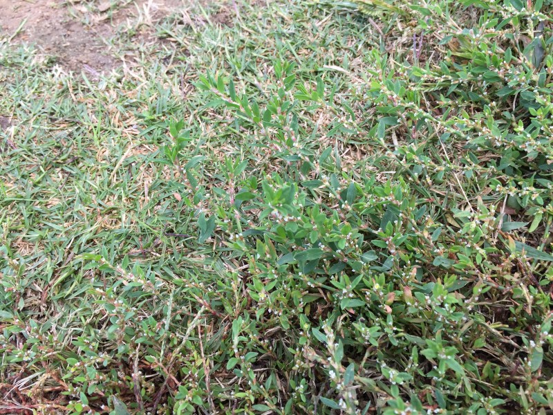 What Is Wireweed? How to Identify, Spot Damage & Control It in Turf ...