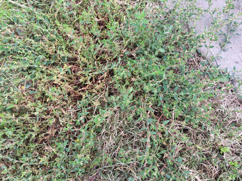 What Is Wireweed? How to Identify, Spot Damage & Control It in Turf ...