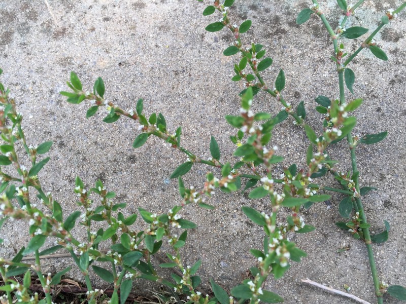 What Is Wireweed? How to Identify, Spot Damage & Control It in Turf ...