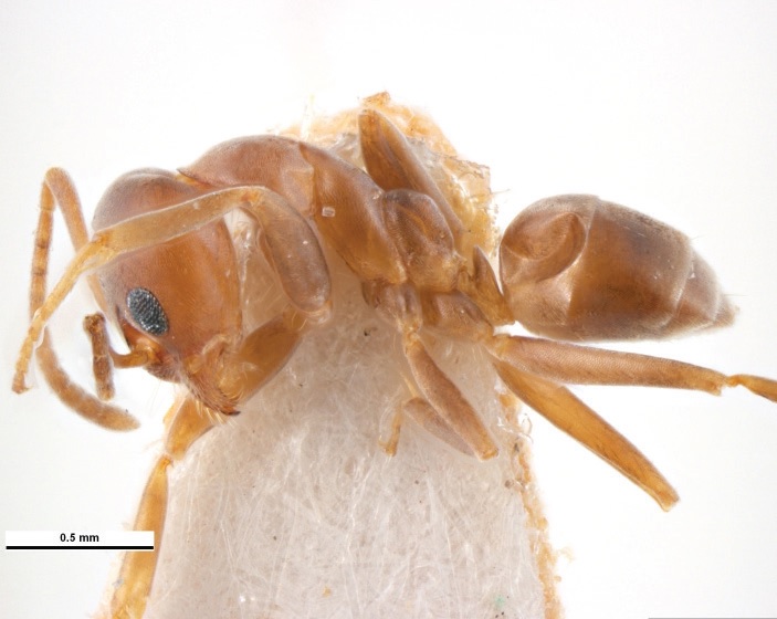 Argentine Ant Control & Identification - Article