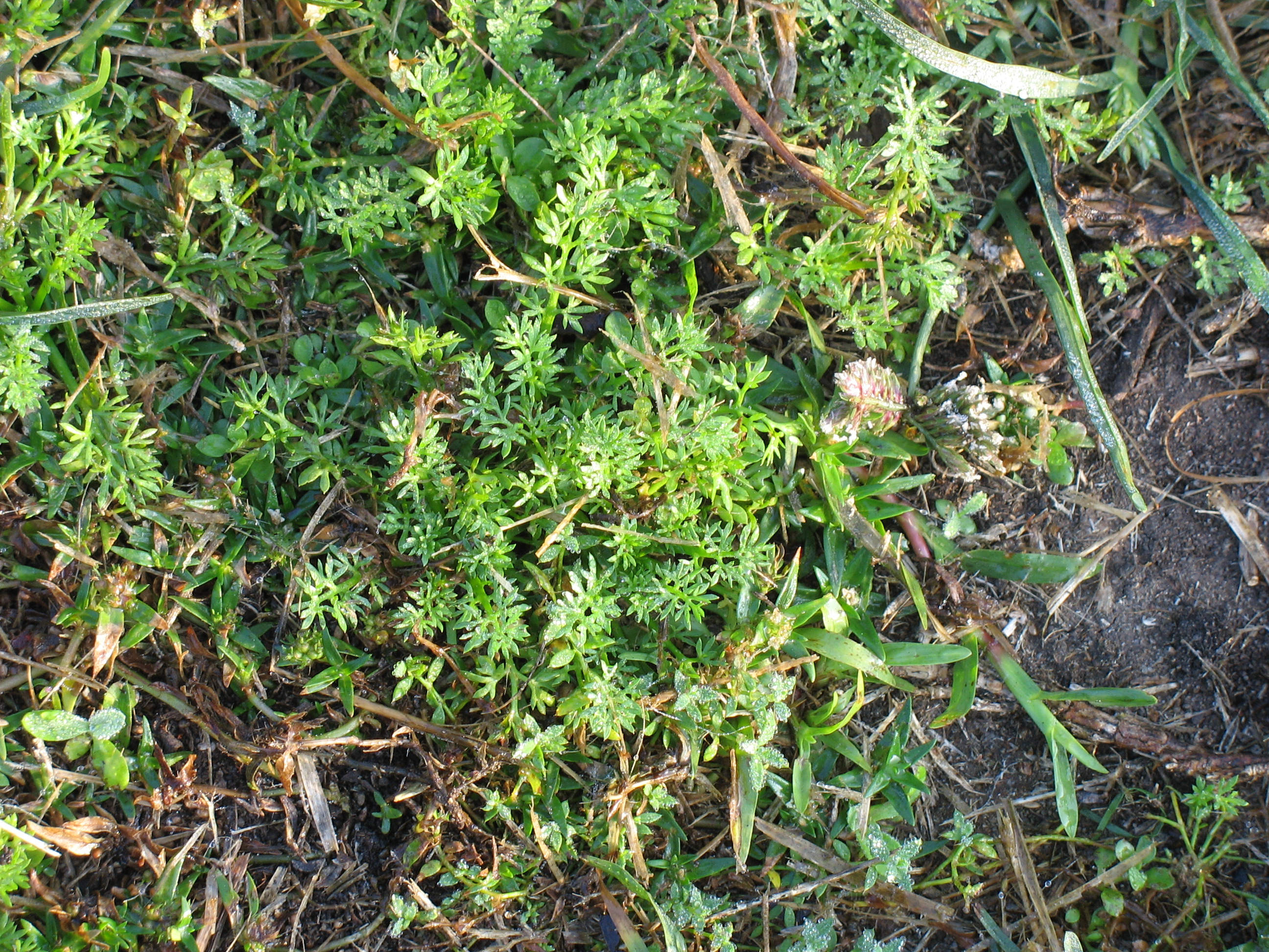 What Is Bindii? How to Identify, Prevent & Control Bindii (Soliva ...