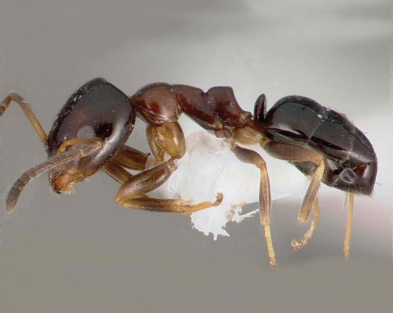 Black House Ant Control & Identification - Article