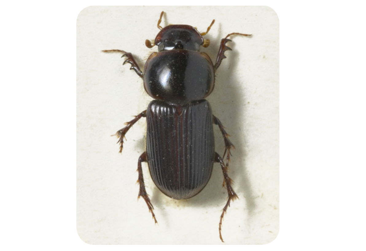 How to Identify, Diagnose Damage & Control Blackheaded Pasture ...