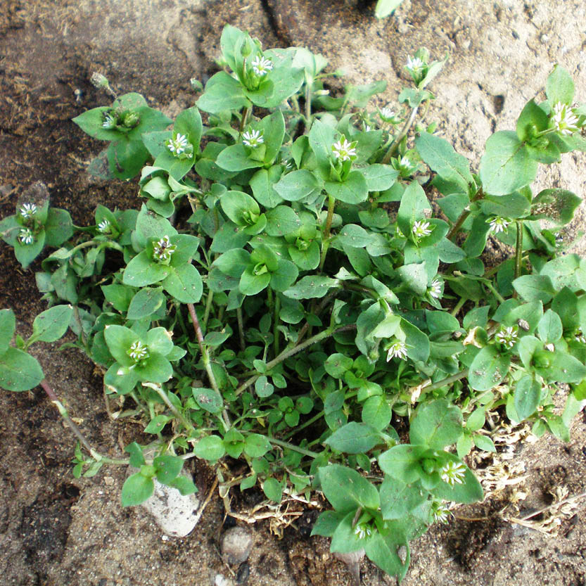 Chickweed Identification & Control: How to Manage Stellaria media in ...