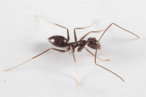 Crazy Ant Control & Identification - Article