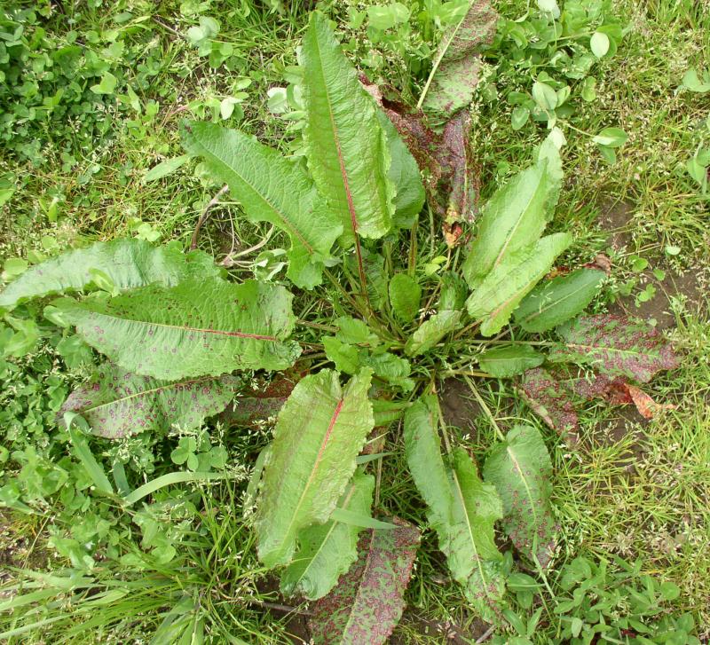How to Identify and Control Docks Weed in Turf and Lawns - Article