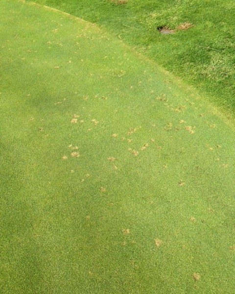 What is Dollar Spot? How to Identify It? - Article