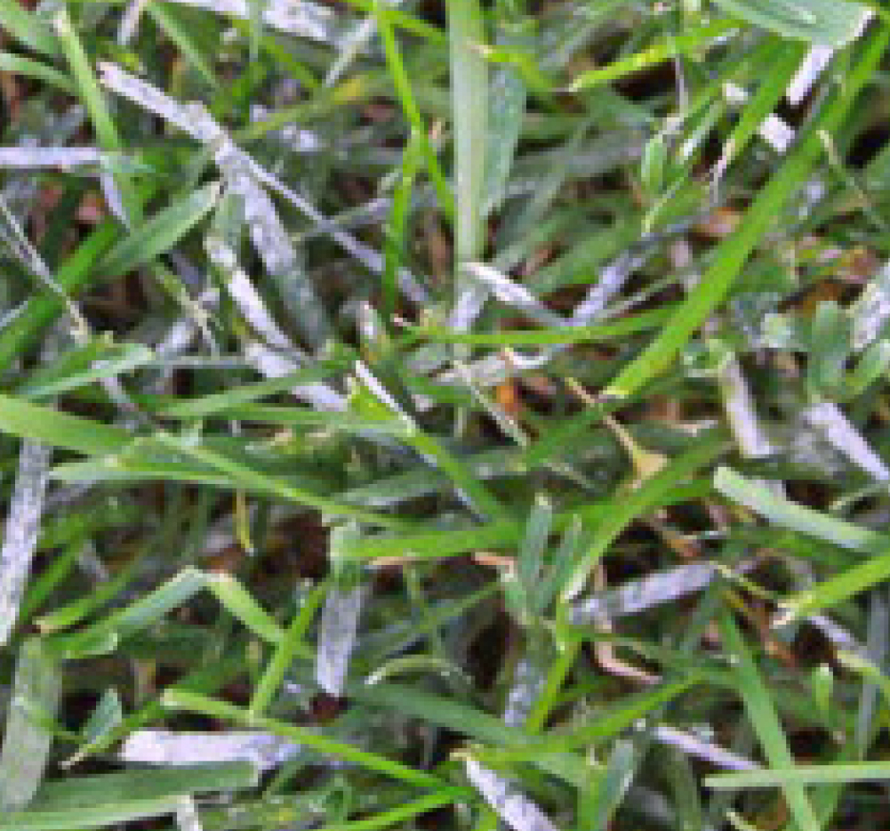 What Is Downy Mildew in Turf? How to Identify, Diagnose & Treat? - Article